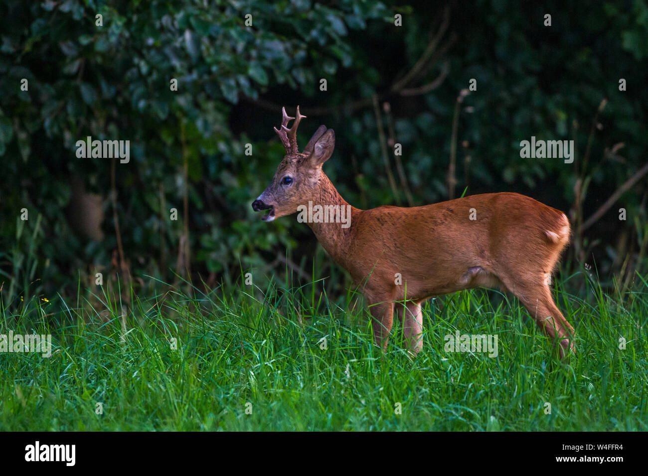roe deer, roe, Rehbock (Capreolus capreolus Stock Photo - Alamy