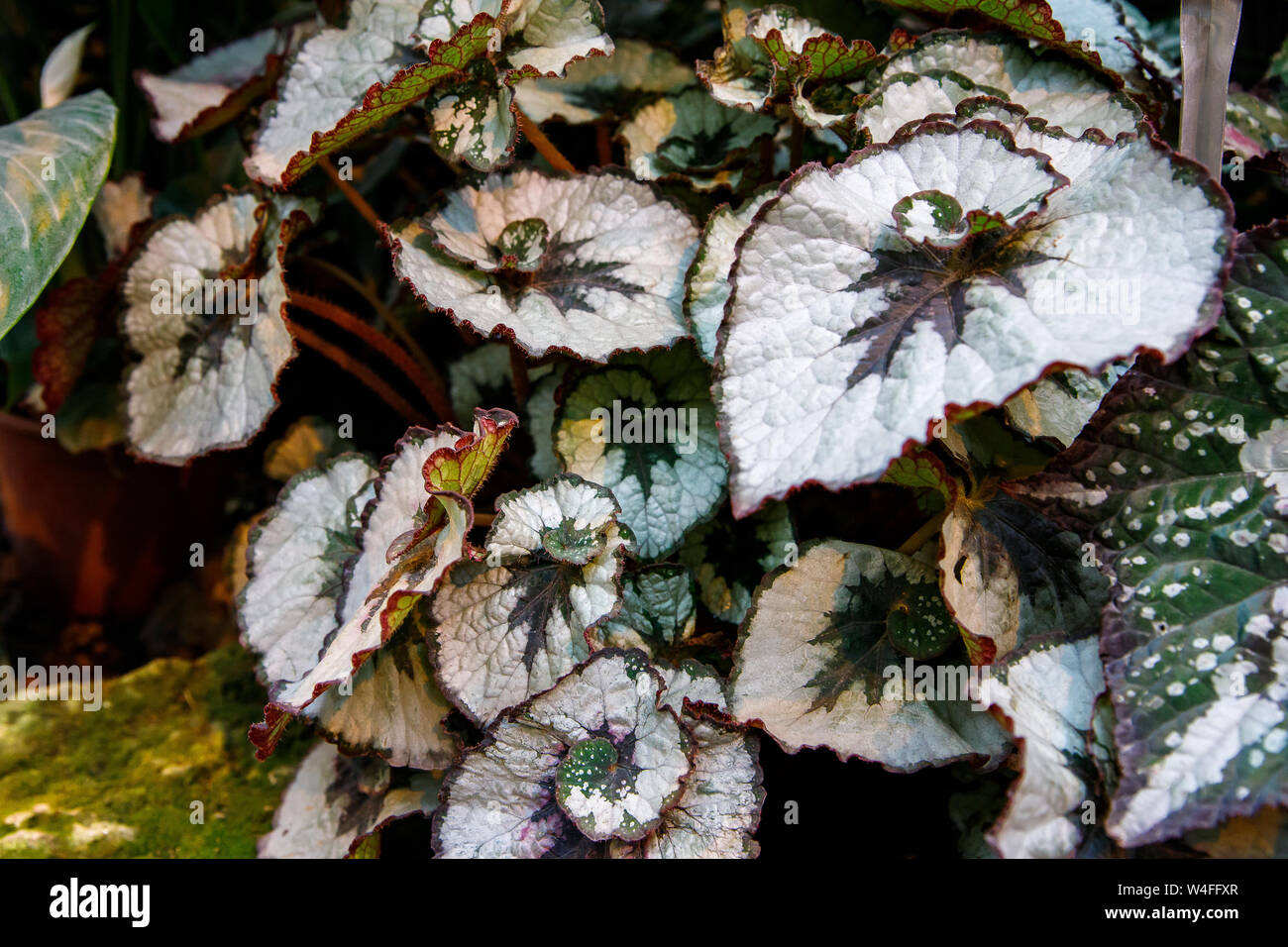 Begonia deliciosa is a popular home plant, bright leaves of different ...