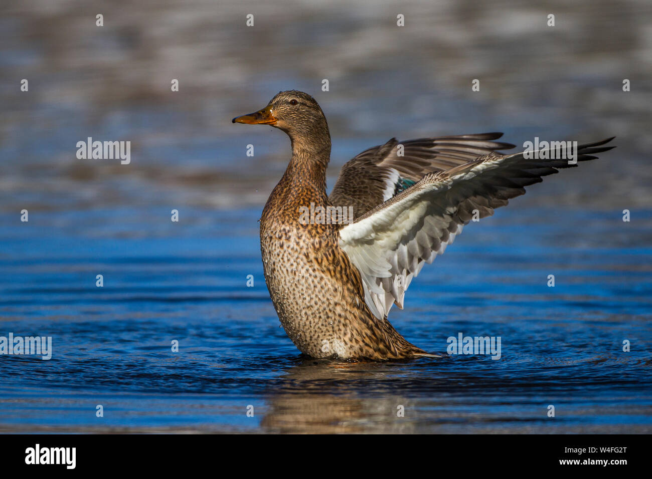 Offene enten hi-res stock photography and images - Alamy