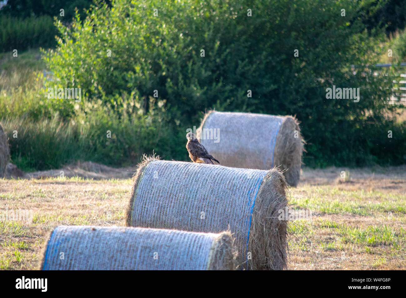 Flying Hay Bird High Resolution Stock Photography and Images - Alamy