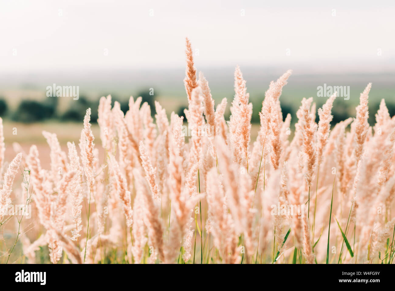 Wheat beards in wheat field summer time. Harvest concept Stock Photo ...