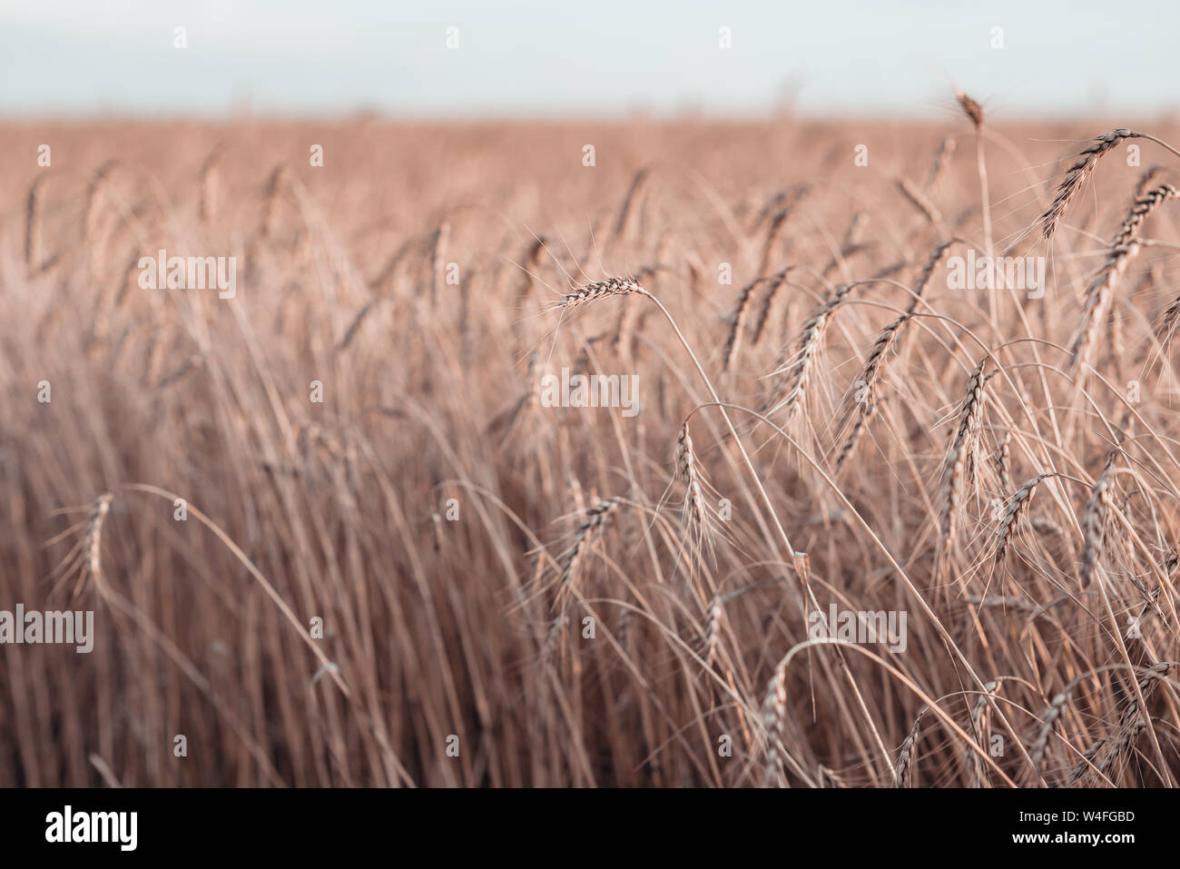 Wheat beards in wheat field summer time. Harvest concept Stock Photo ...