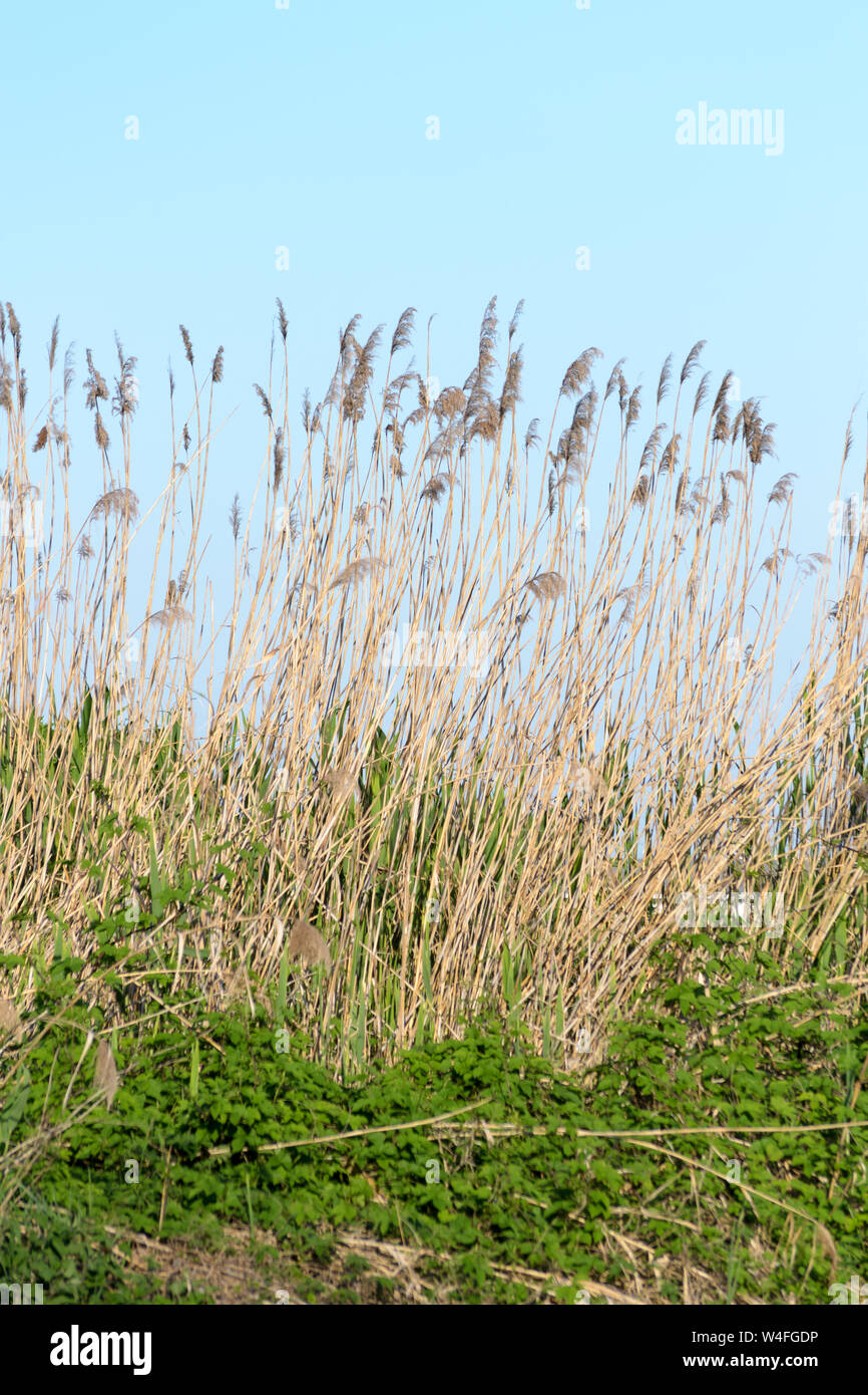 Detail of a cane field in the countryside of rovigo, this typical ...