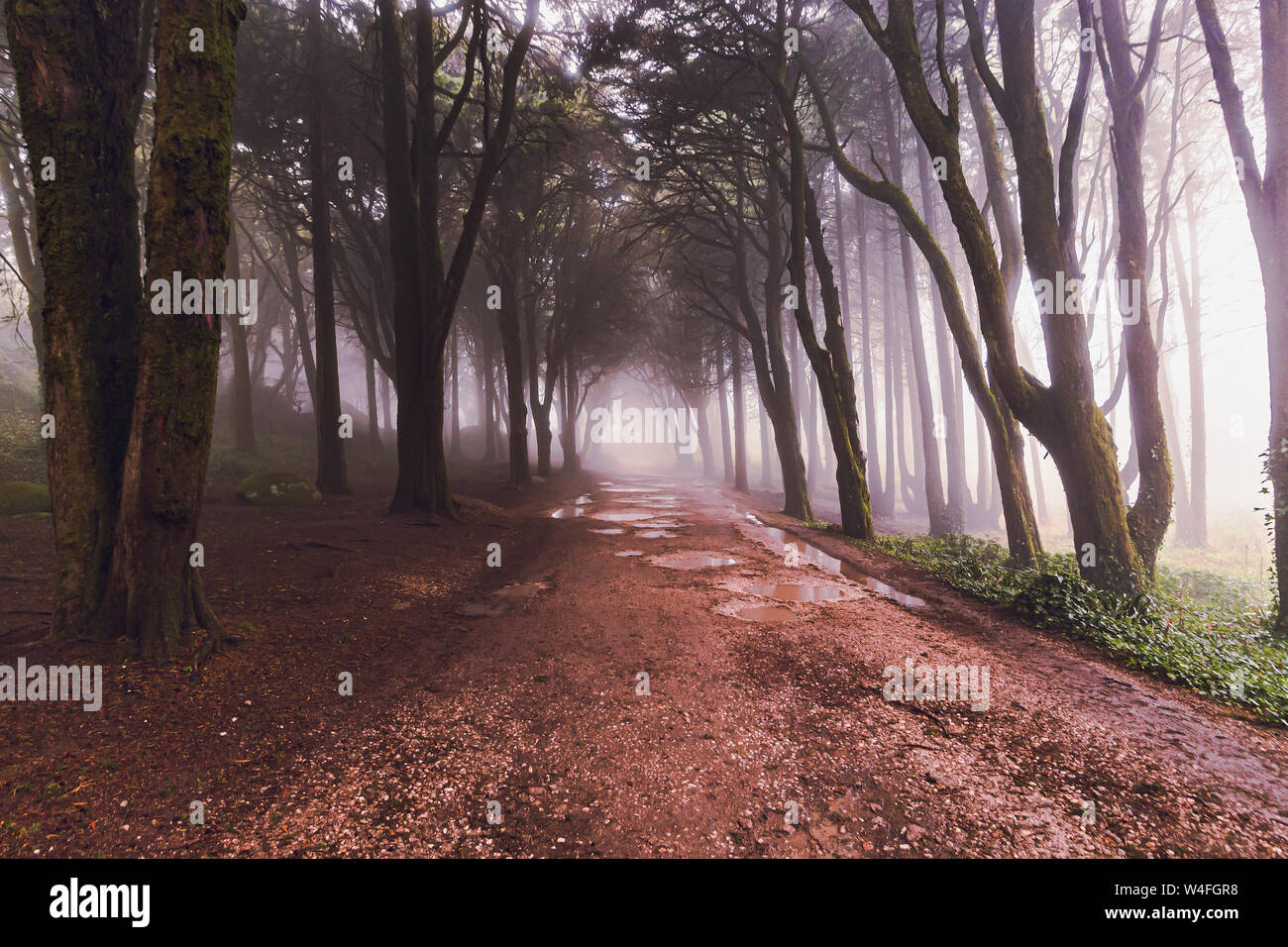 The mystical fog of the Sintra forest, Portugal Stock Photo - Alamy