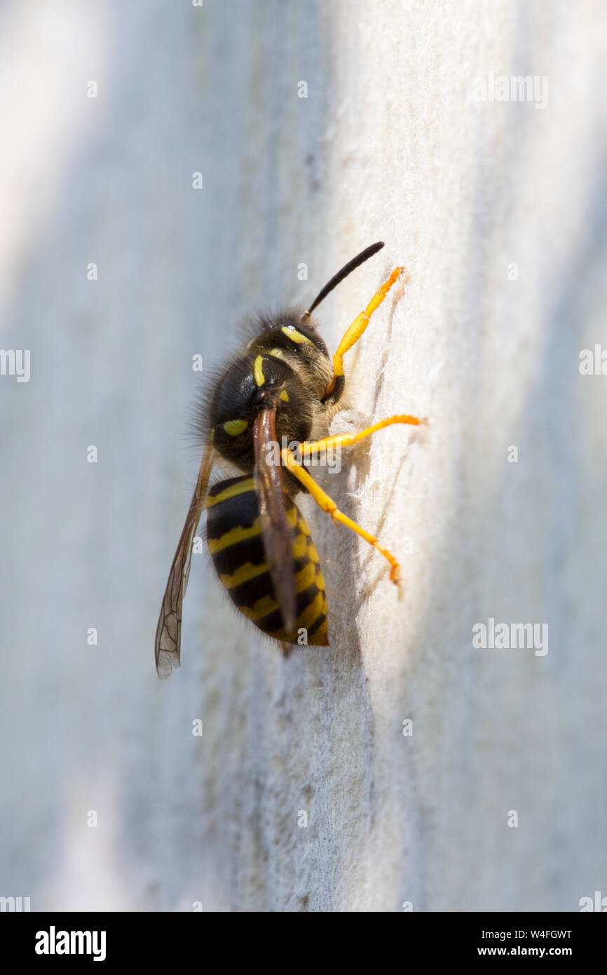 A Wasp chewing and gathering wood to make its nest, Ambleside, UK Stock ...