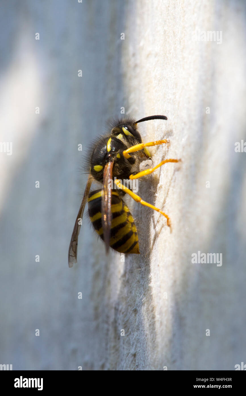 A Wasp chewing and gathering wood to make its nest, Ambleside, UK Stock ...