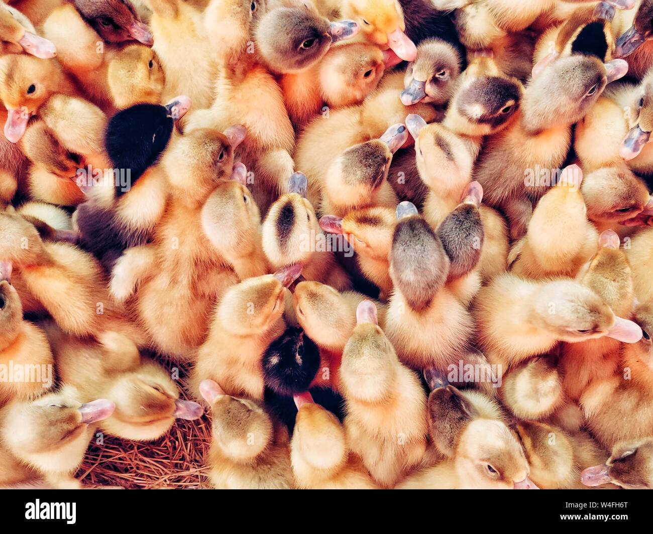 Top view of lovely goslings stand in a cardboard box, Ducklings on the ...