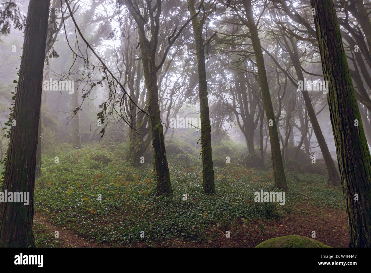 The mystical fog of the Sintra forest, Portugal Stock Photo - Alamy
