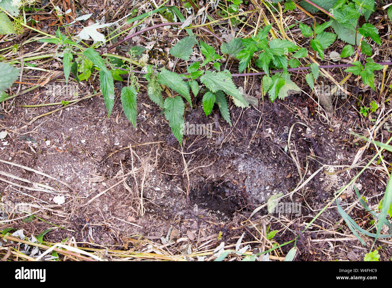 Badger nest hi-res stock photography and images - Alamy
