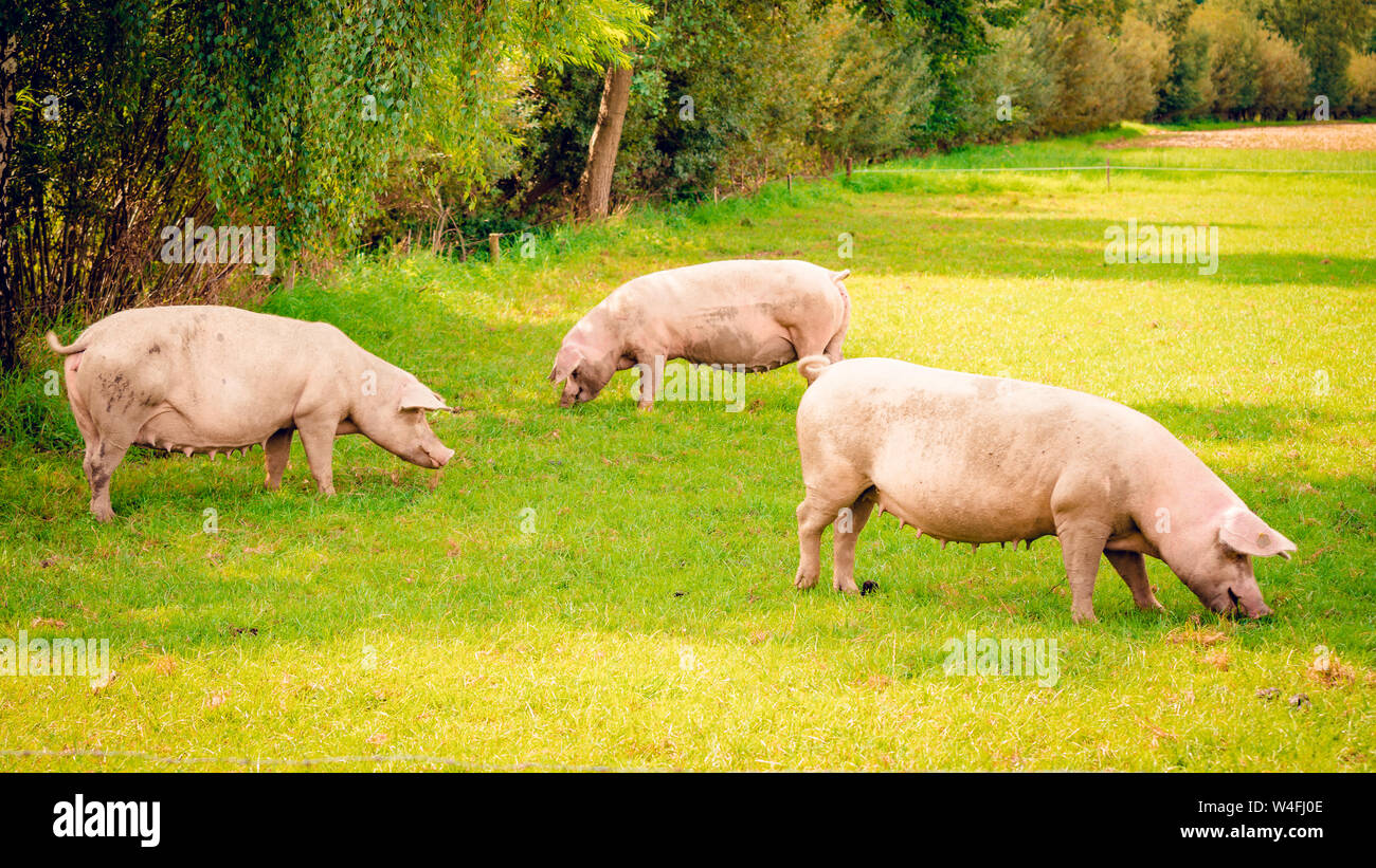 pigs in field. Healthy pig on meadow Stock Photo - Alamy
