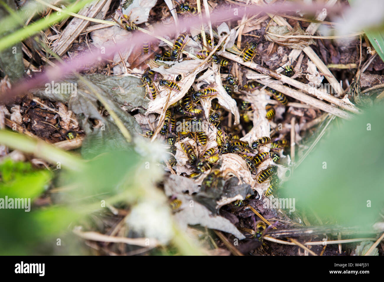 Badger nest hi-res stock photography and images - Alamy