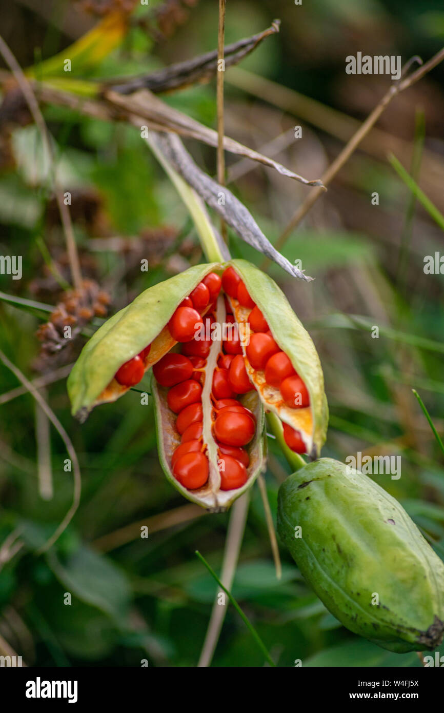 Explode seed hi-res stock photography and images - Alamy