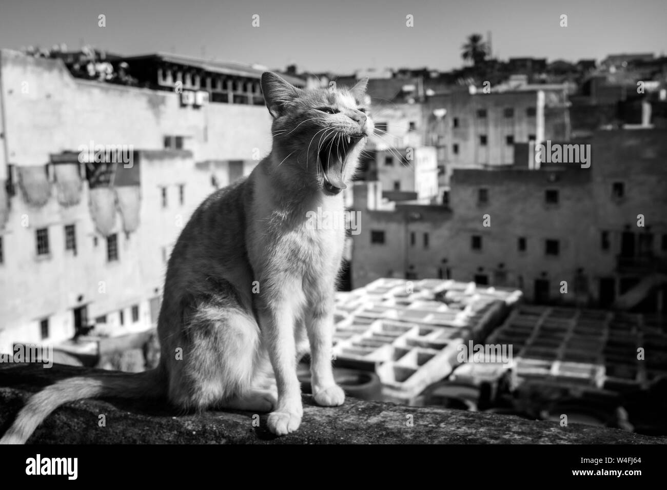 Moroccan cats Black and White Stock Photos & Images - Alamy