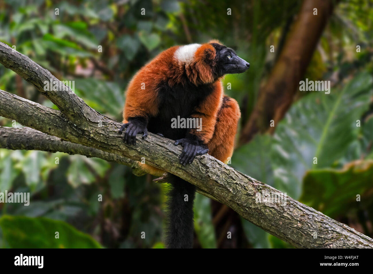 Red ruffed lemur (Varecia rubra / Varecia variegata rubra) in tree in ...