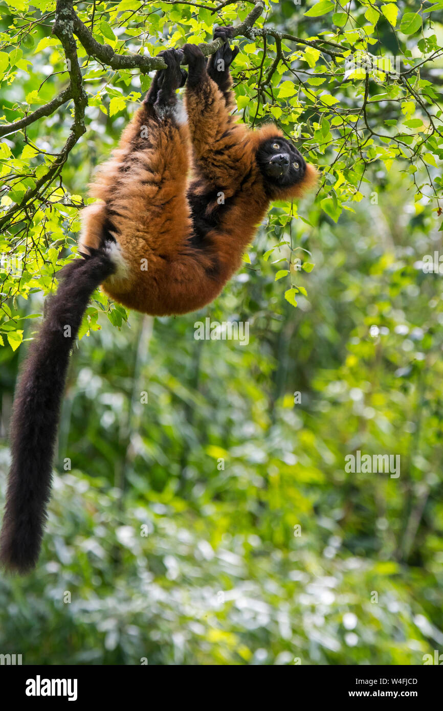 Red Ruffed Lemur In Tree