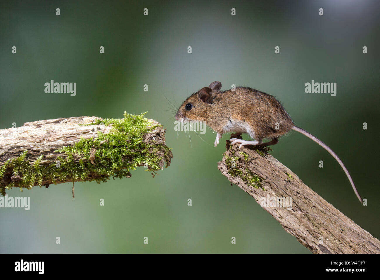 Wood mouse, Waldmaus (Apodemus sylvaticus Stock Photo - Alamy
