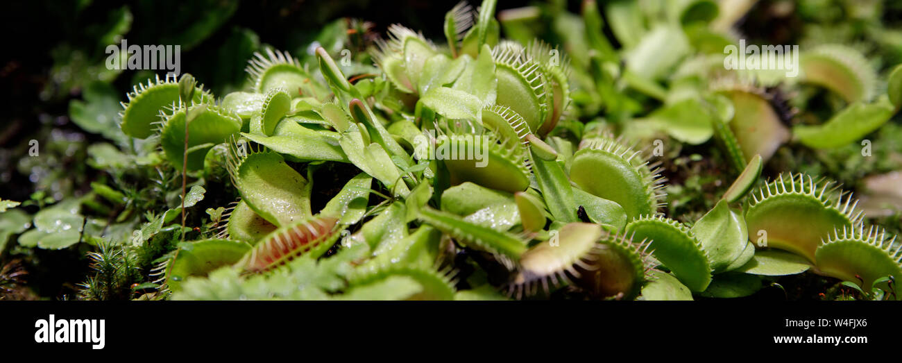 Carnivorous Venus Fly Traps Dionaea muscipula and Sundews Drosera ...