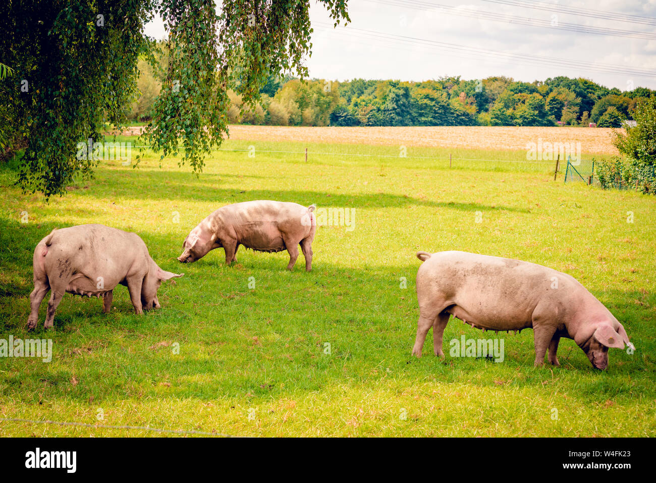 Pig portrait. Pig at pig farm Stock Photo - Alamy