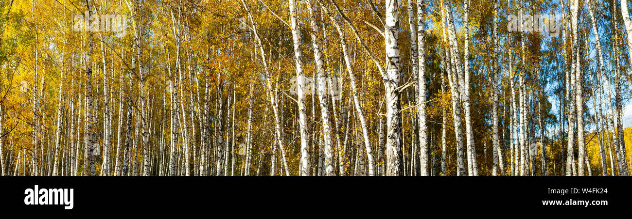 Autumn birch forest. Beautiful landscape.Panorama Stock Photo - Alamy
