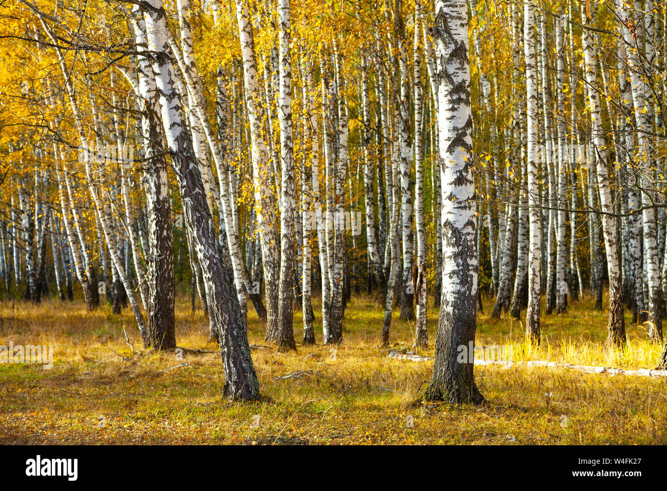 Autumn birch forest. Beautiful landscape Stock Photo - Alamy