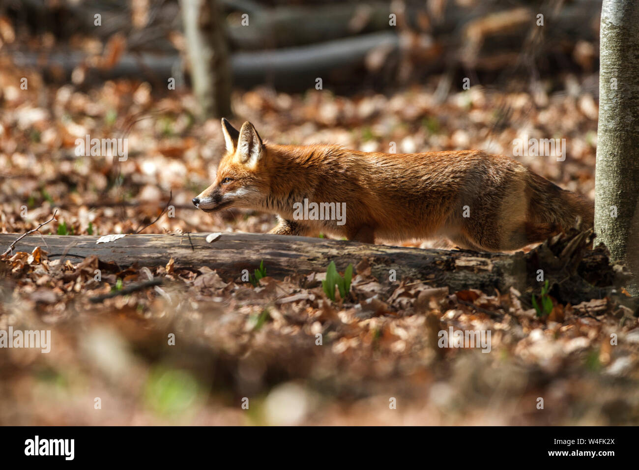 Red fox, Rotfuchs (Vulpes vulpes Stock Photo - Alamy