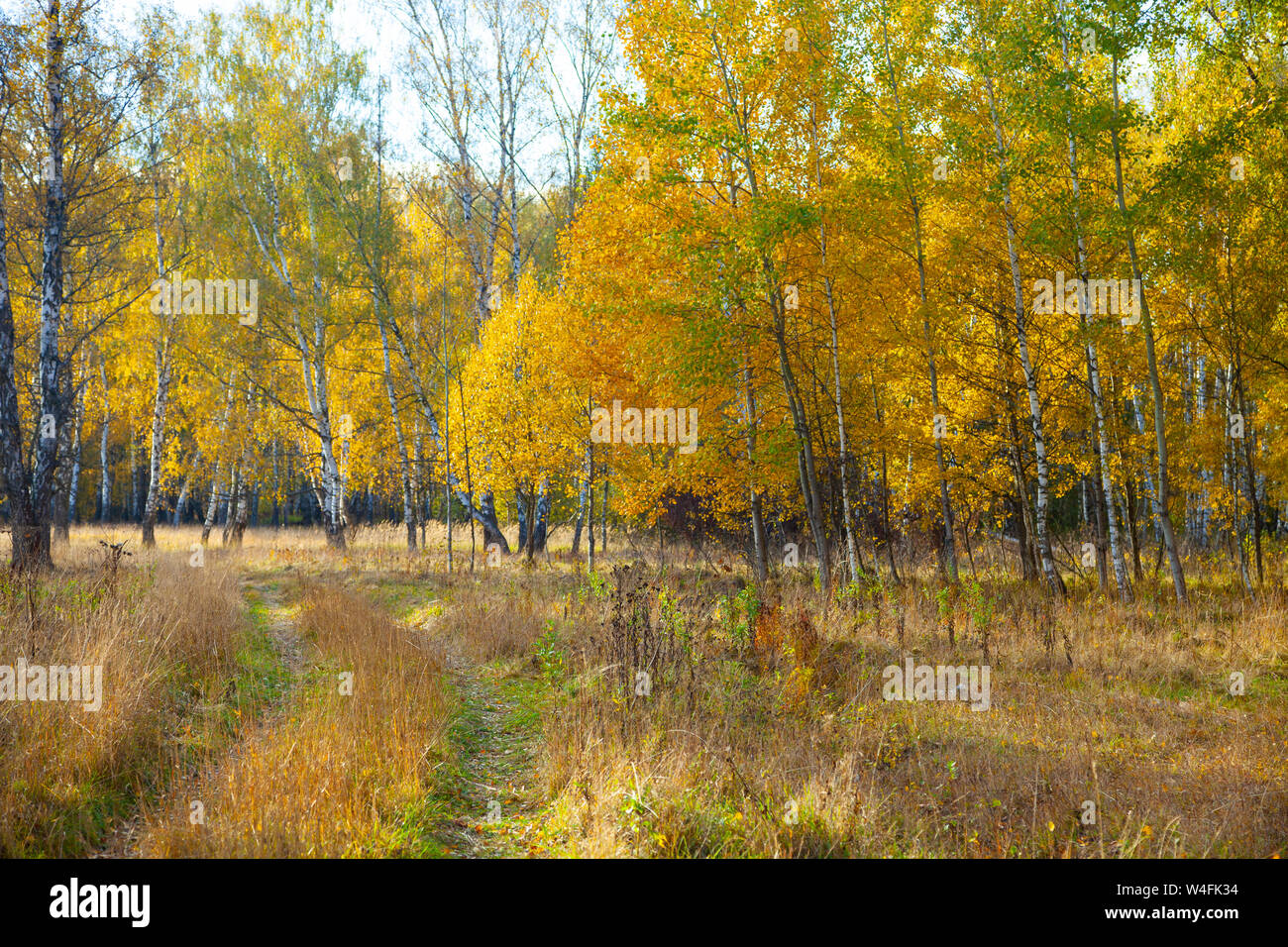 Autumn birch forest. Beautiful landscape Stock Photo - Alamy