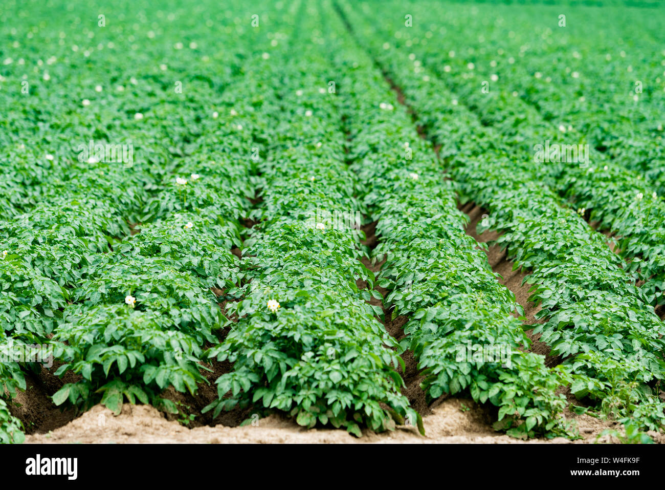 Potatoes plantations grow in the field. Vegetable rows. Farming, agriculture Stock Photo - Alamy