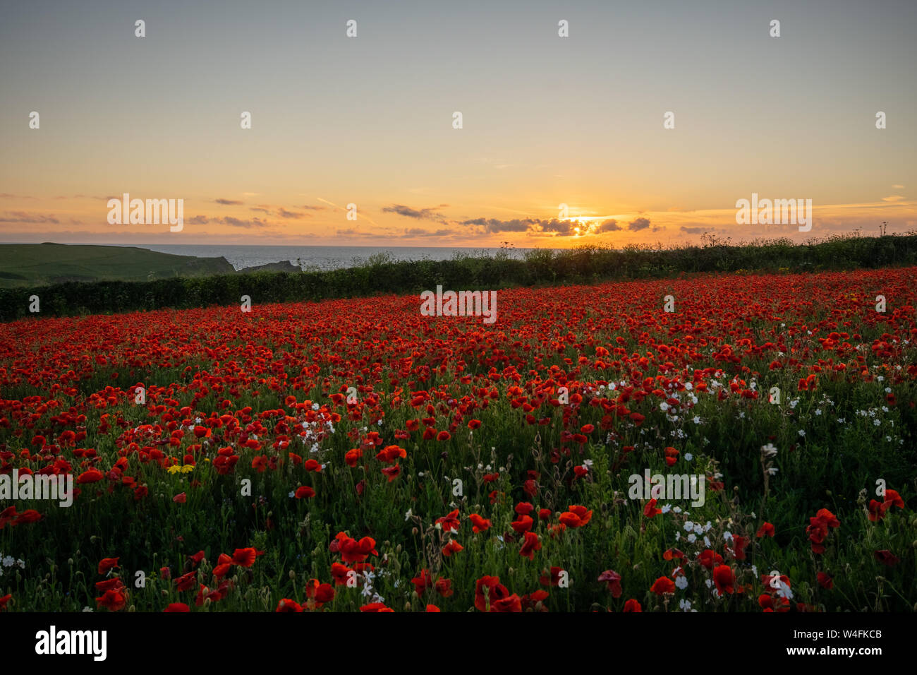 Sunset over poppy fields in Cornwall Stock Photo - Alamy
