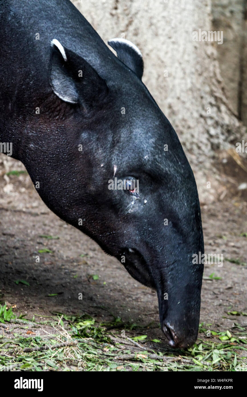 The Malayan tapir, Tapirus indicus Prague Zoo Stock Photo - Alamy