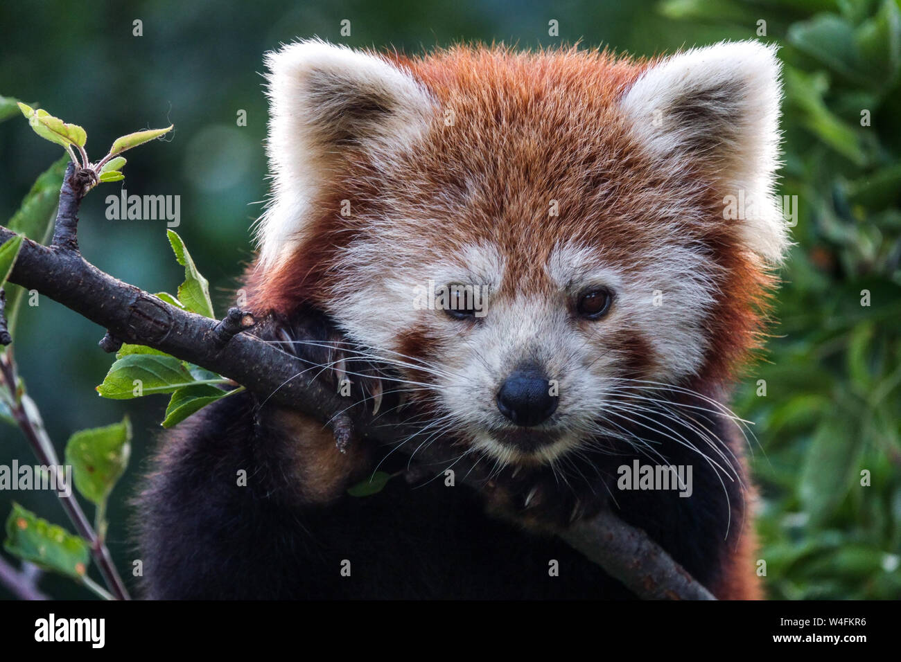 The red panda, Ailurus fulgens on top of tree, head close up face Stock ...