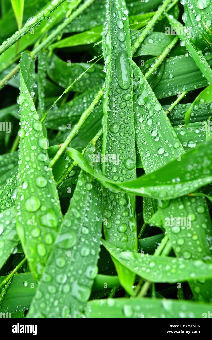 Selective focus. image. Close-up of fresh green foliage with water ...