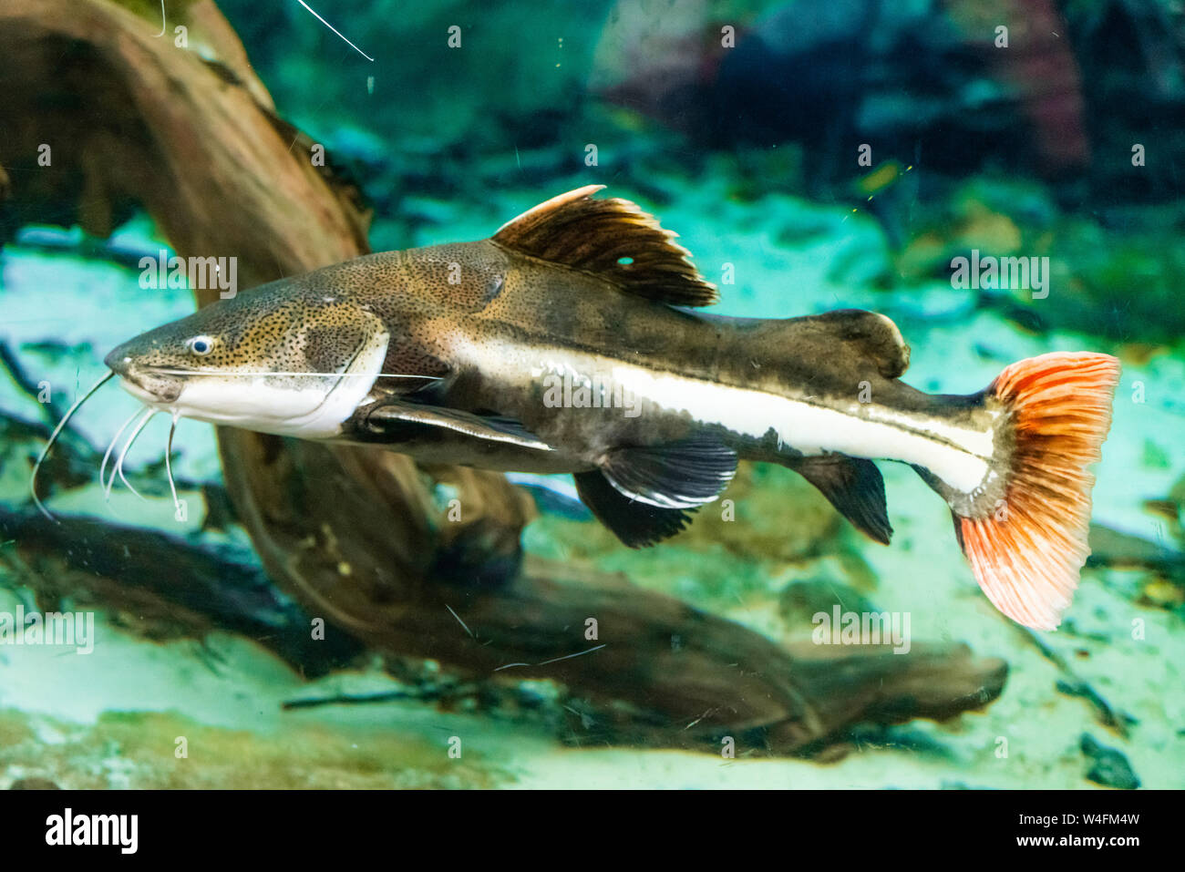 catfish in the aquarium Stock Photo - Alamy