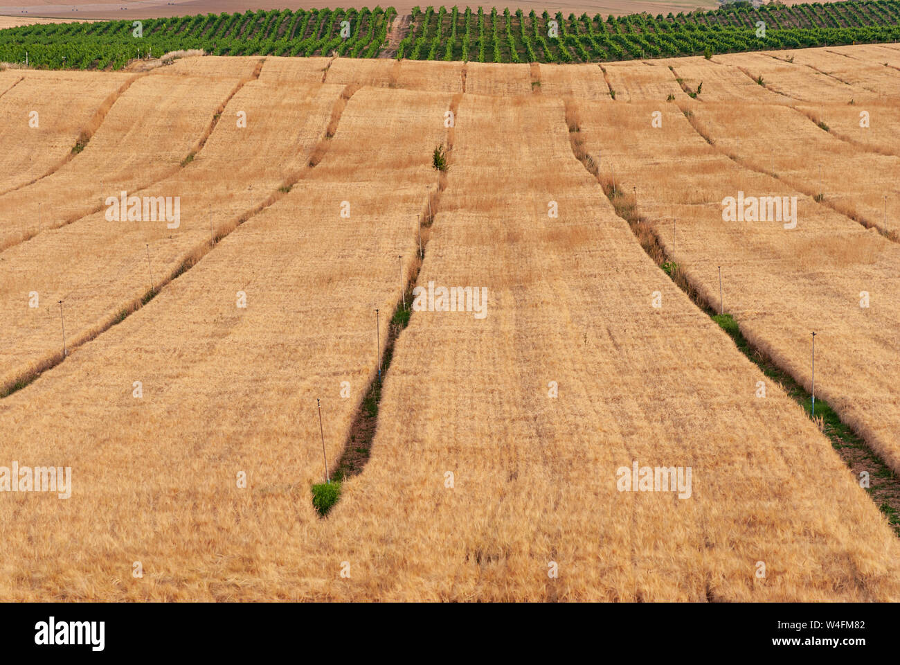 Wheat plantation fields in Raimat. Raimat vineyards at background ...