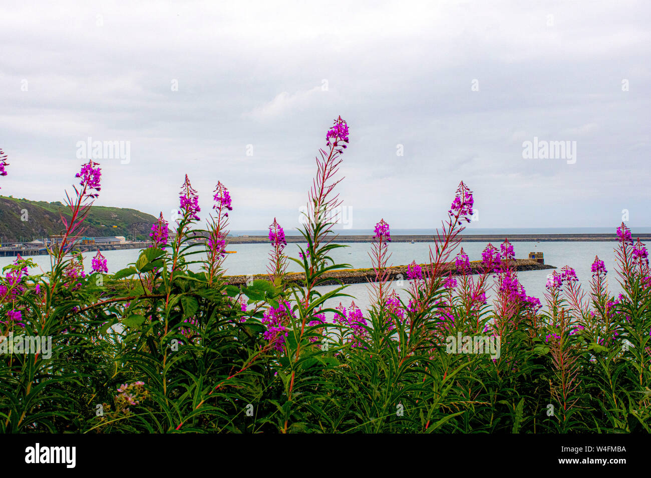 Wild coastal flora hi-res stock photography and images - Alamy