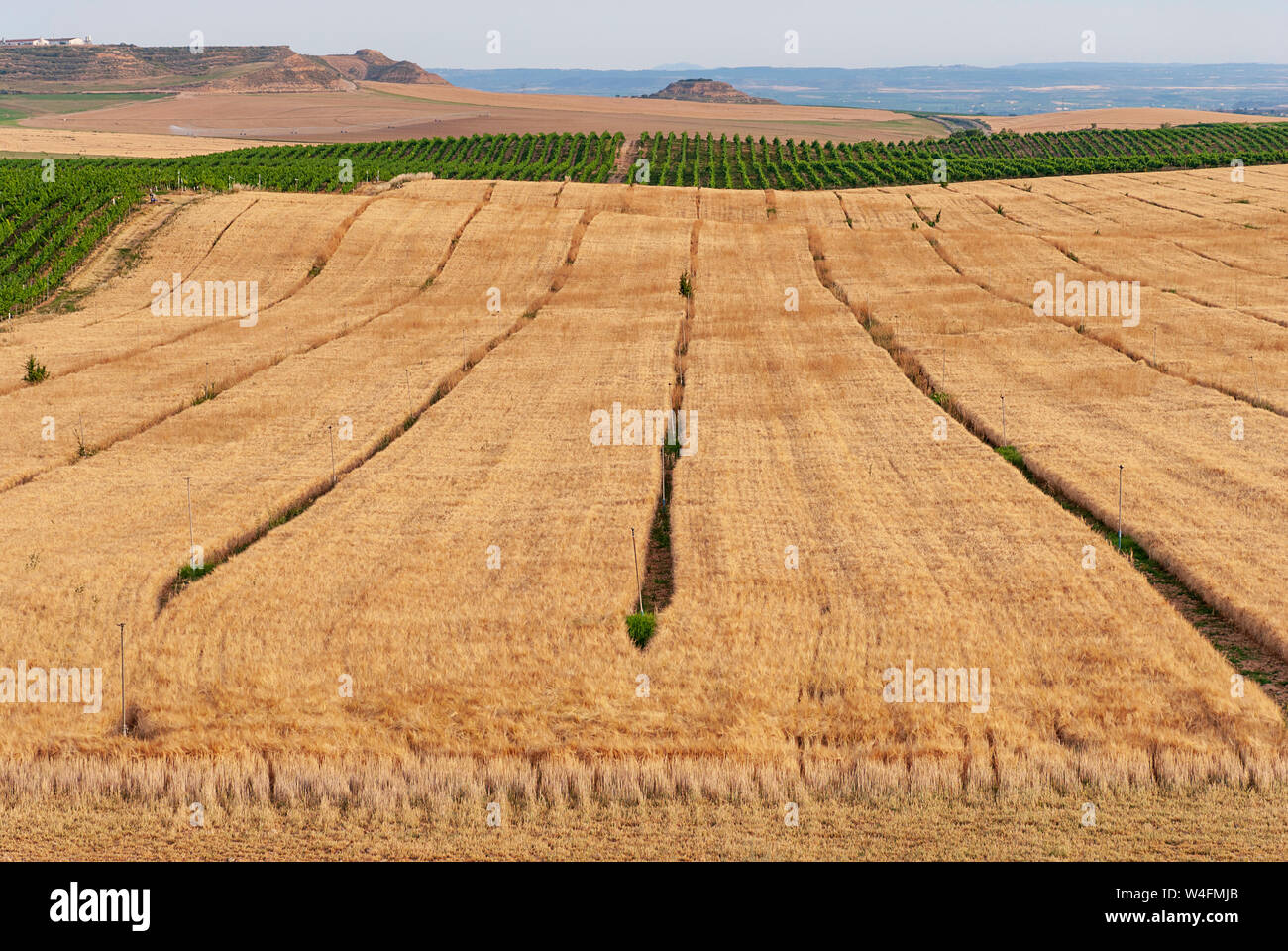 Wheat plantation fields in Raimat. Raimat vineyards at background ...
