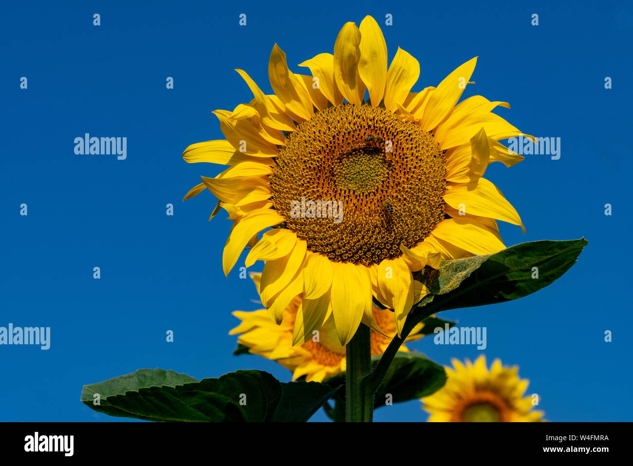 Flowering sunflower against a blue sky background. Closeup. Landed bees ...