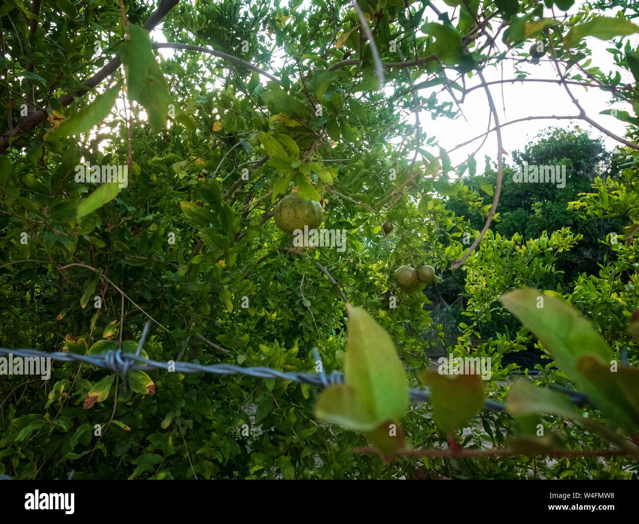 Barbed wire around tree hi-res stock photography and images - Alamy