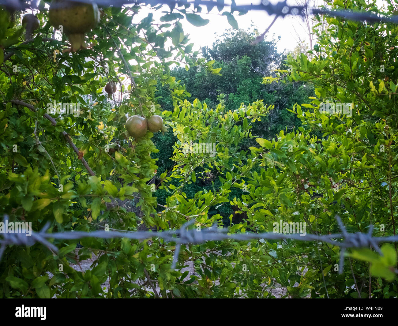 Barbed wire around tree hi-res stock photography and images - Alamy