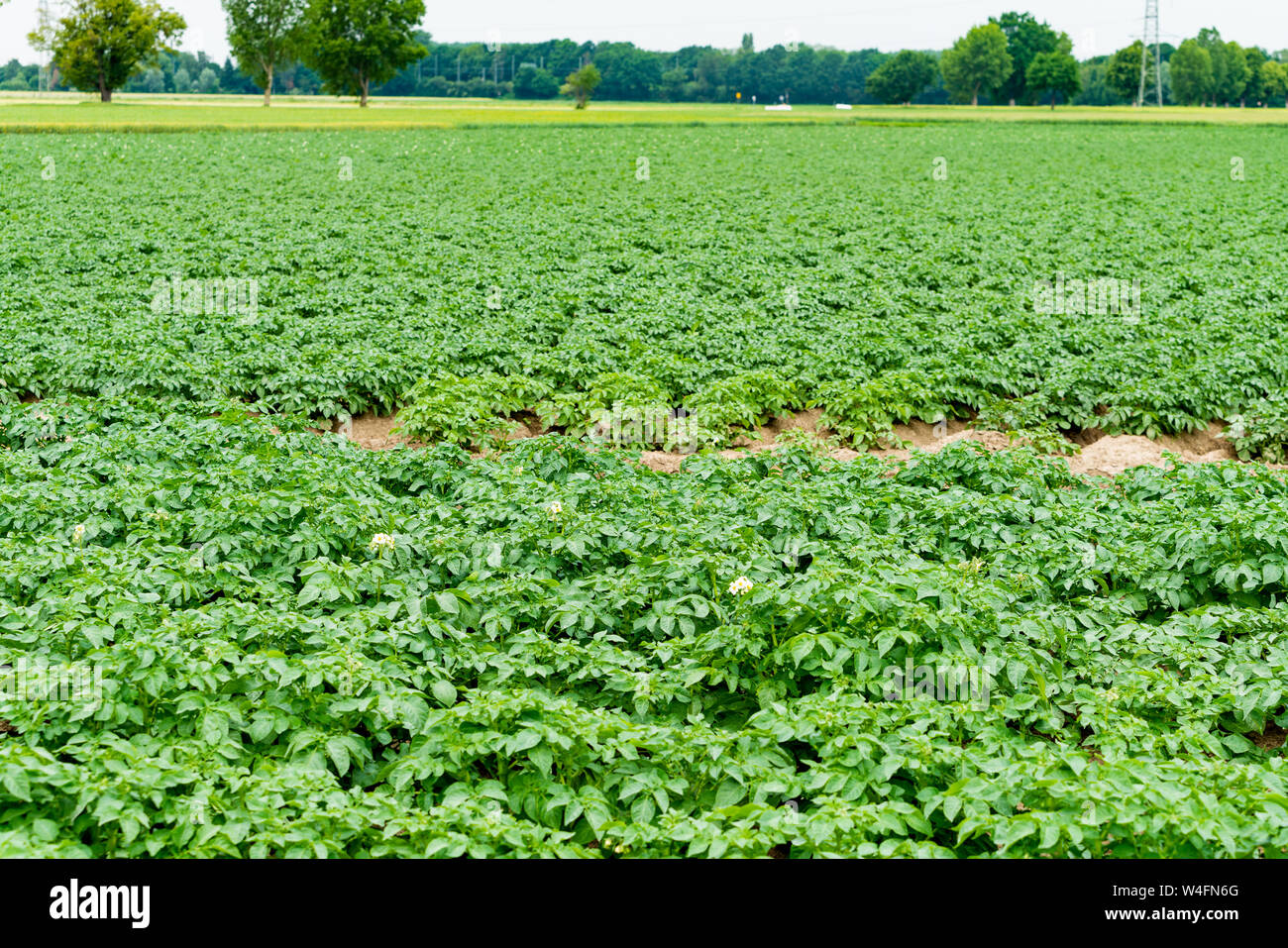 Potato field with green shoots of potatoes Stock Photo - Alamy