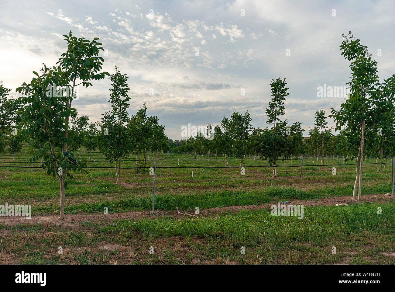 Walnut tree field in hi-res stock photography and images - Alamy