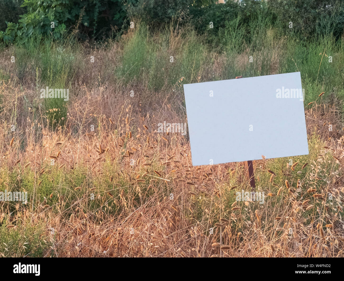 Weed-covered field with white blank metallic sign. Mock-up for sale ...