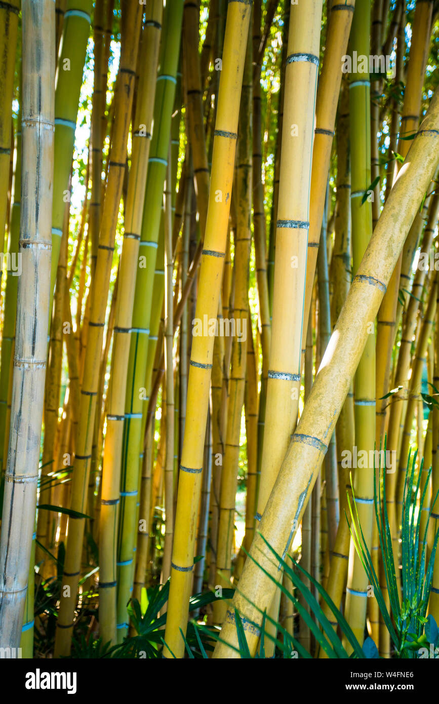 Bamboo forest. nature background . bamboo plant Stock Photo - Alamy