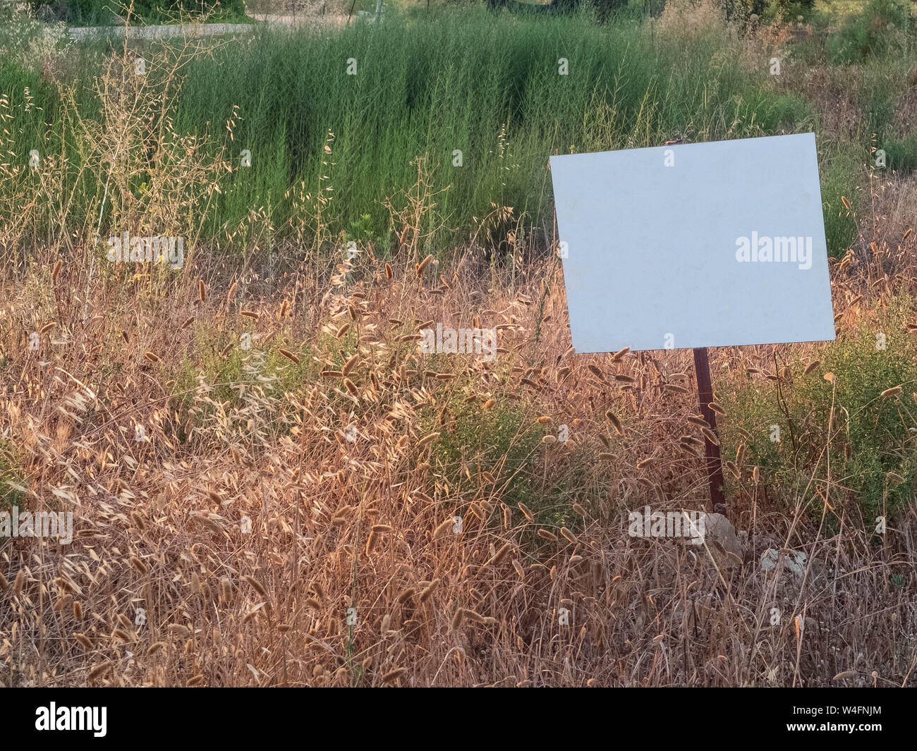 Weed-covered field with white blank metallic sign. Mock-up for sale ...