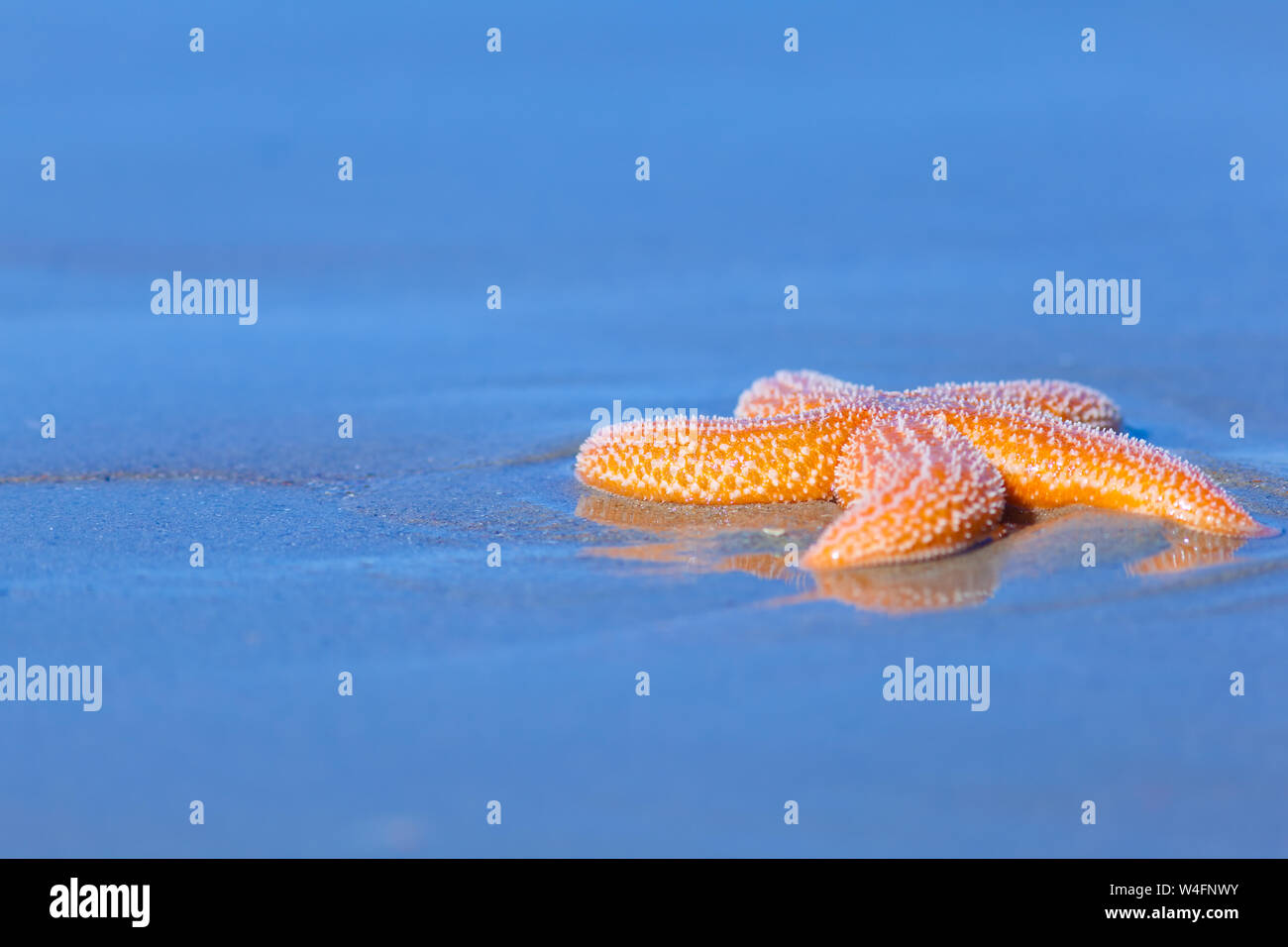 A vibrant orange Starfish on a sandy beach on a hot summer day at the ...