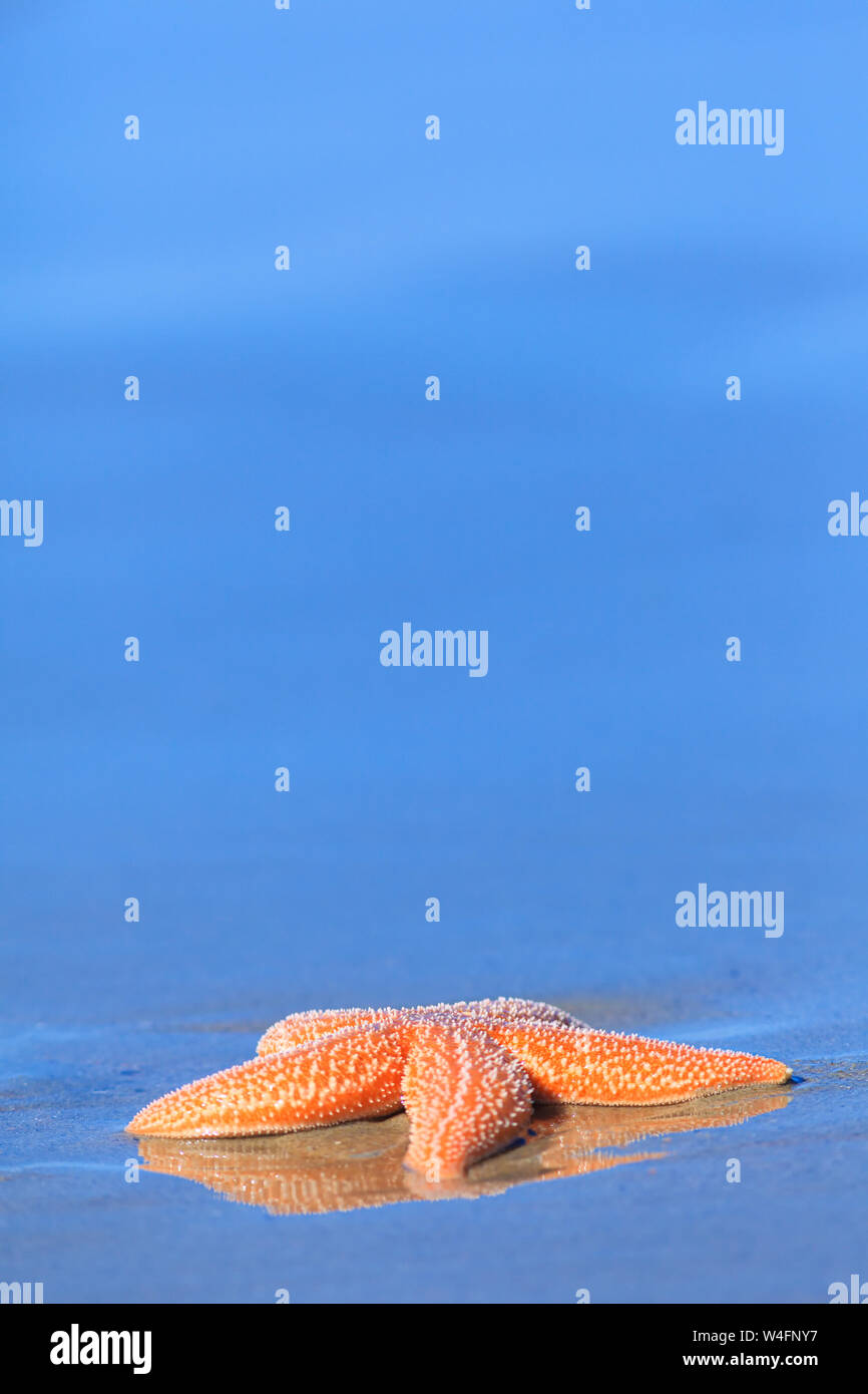 A vibrant orange Starfish on a sandy beach on a hot summer day at the ...