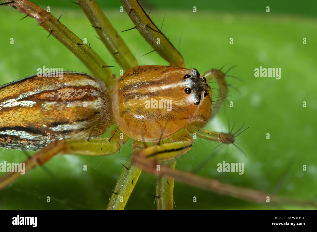 Macro Photography of Jumping Spider on Green Leaf Stock Photo - Alamy