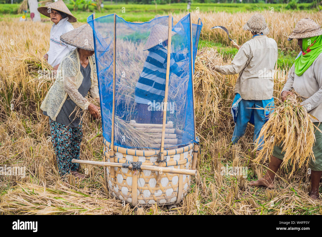 Sifting rice bali hi-res stock photography and images - Alamy