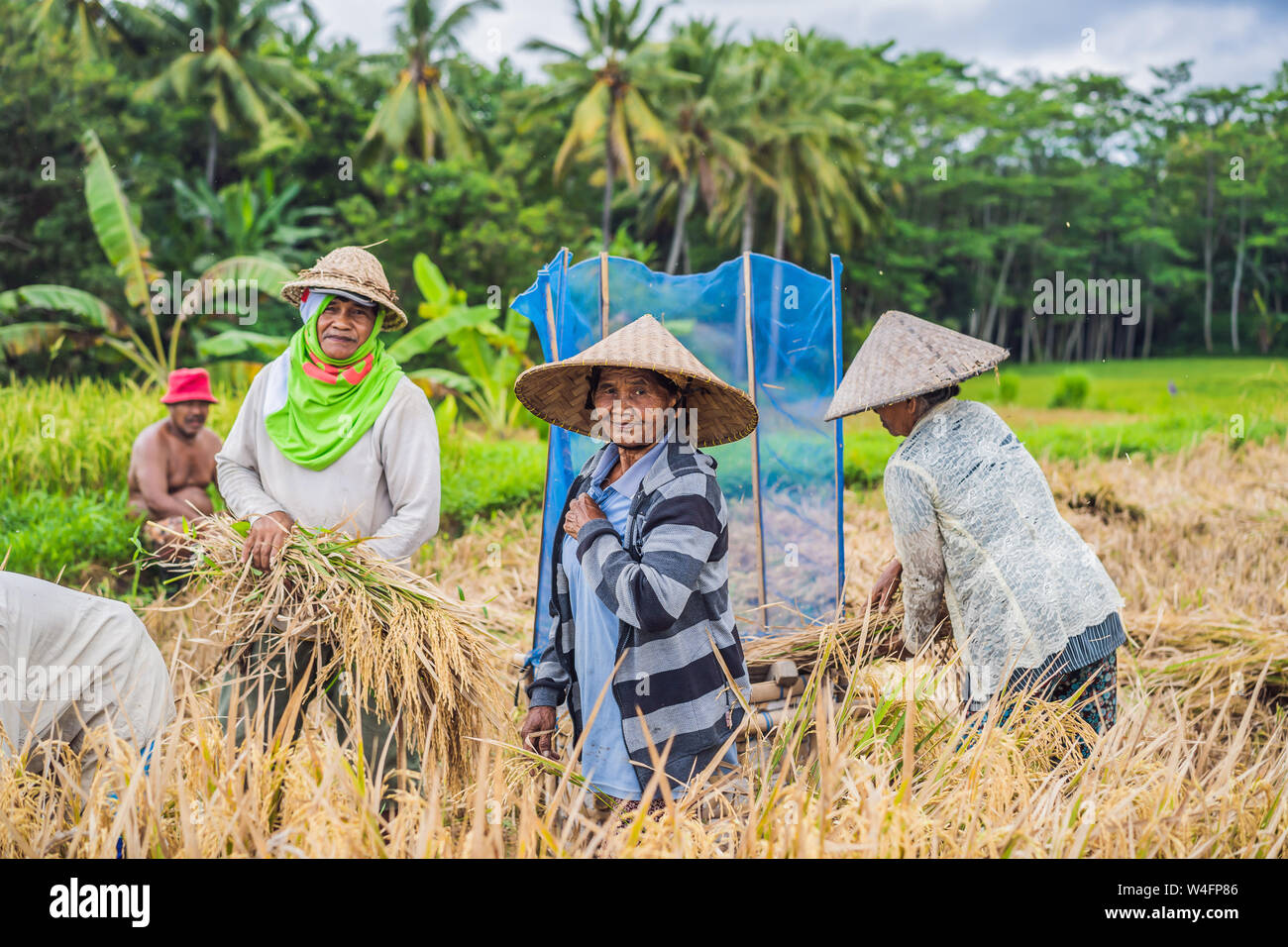 May 23, 2019, Indonesia, Bali: Indonesian farmer man sifting rice in ...