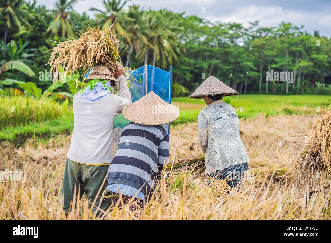 Indonesian farmer man sifting rice in the fields of Ubud, Bali. A ...