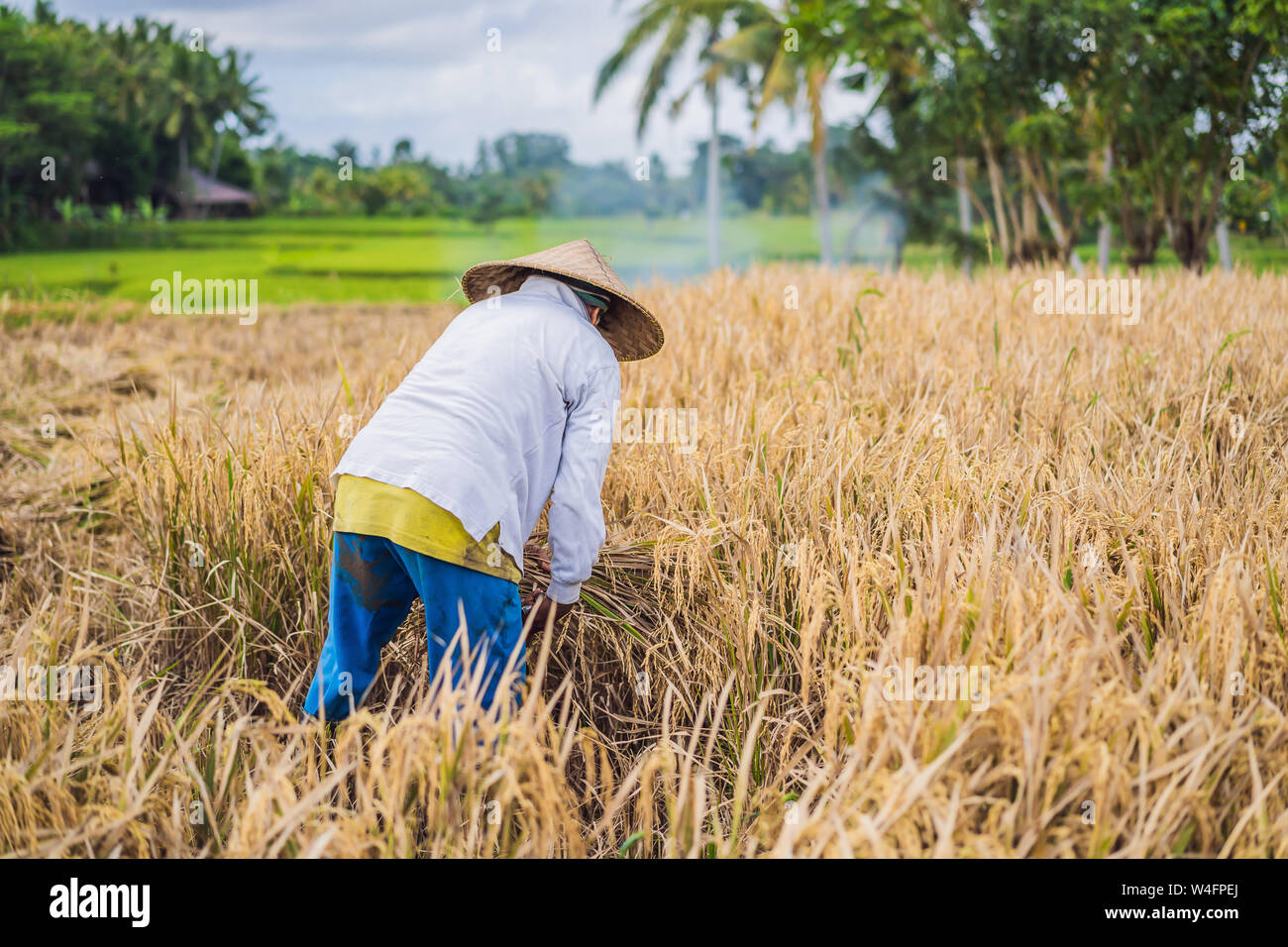 Farmer sifting rice bali hi-res stock photography and images - Alamy